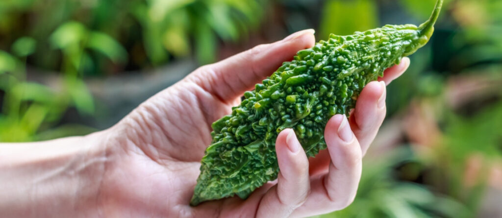 Los Increíbles Beneficios Del Melón Amargo Para La Salud Vitabasix